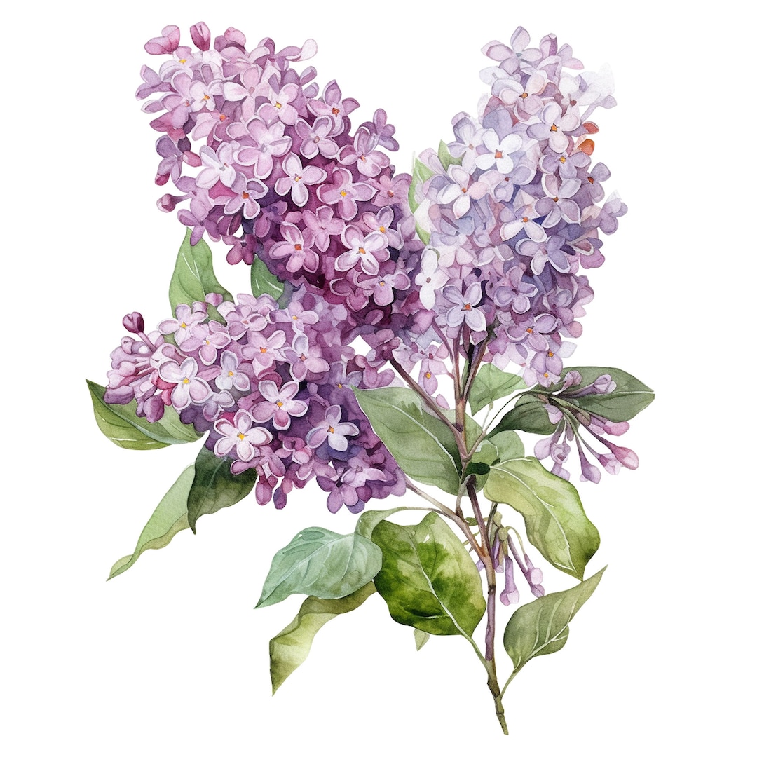 8 Watercolor Purple Lilacs Floral Clipart – PNG Graphics, Transparent ...