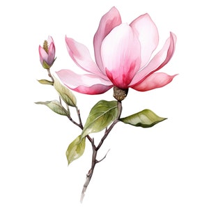 10 Watercolor Pink Magnolias Floral Clipart - Digital Download PNG Files for Commercial Use ...