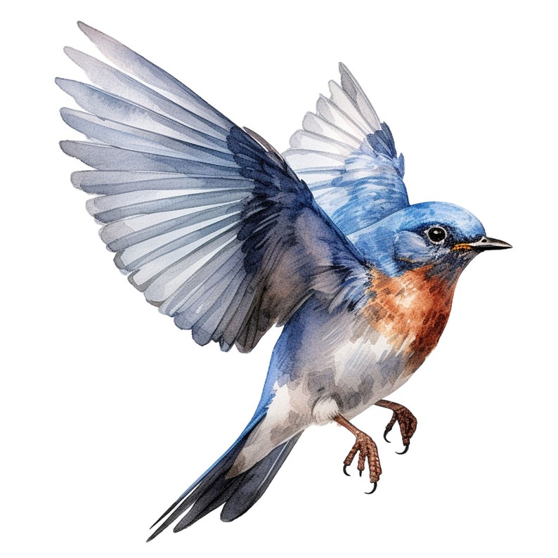 10 Watercolor Bluebird Clipart Graphics – Printable PNG Files ...