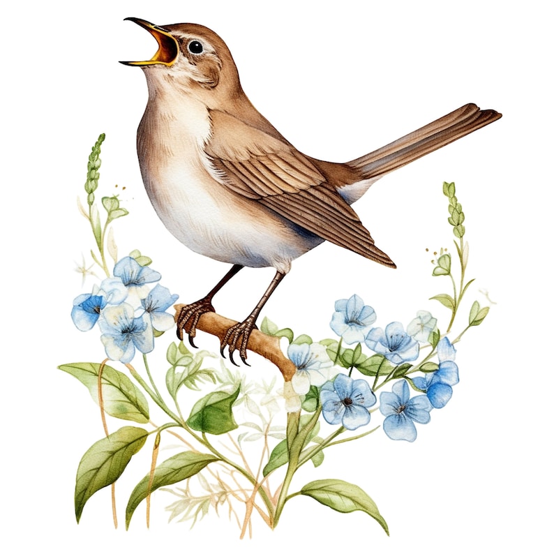 8 Watercolor Singing Nightingale Bird Clipart – PNG Graphics (digital ...