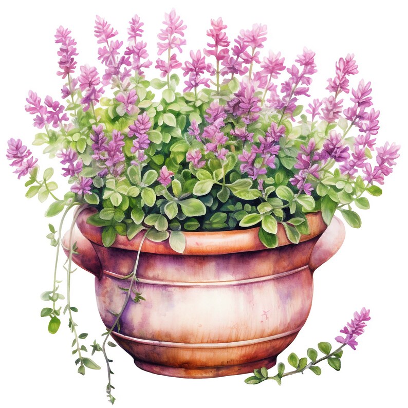 12 Potted Flowering Herbs Watercolor Clipart Botanical Graphics ...