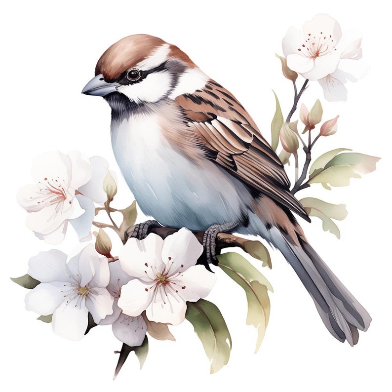 10 Sparrow Bird Watercolor Clipart Graphics - Digital Download PNG ...