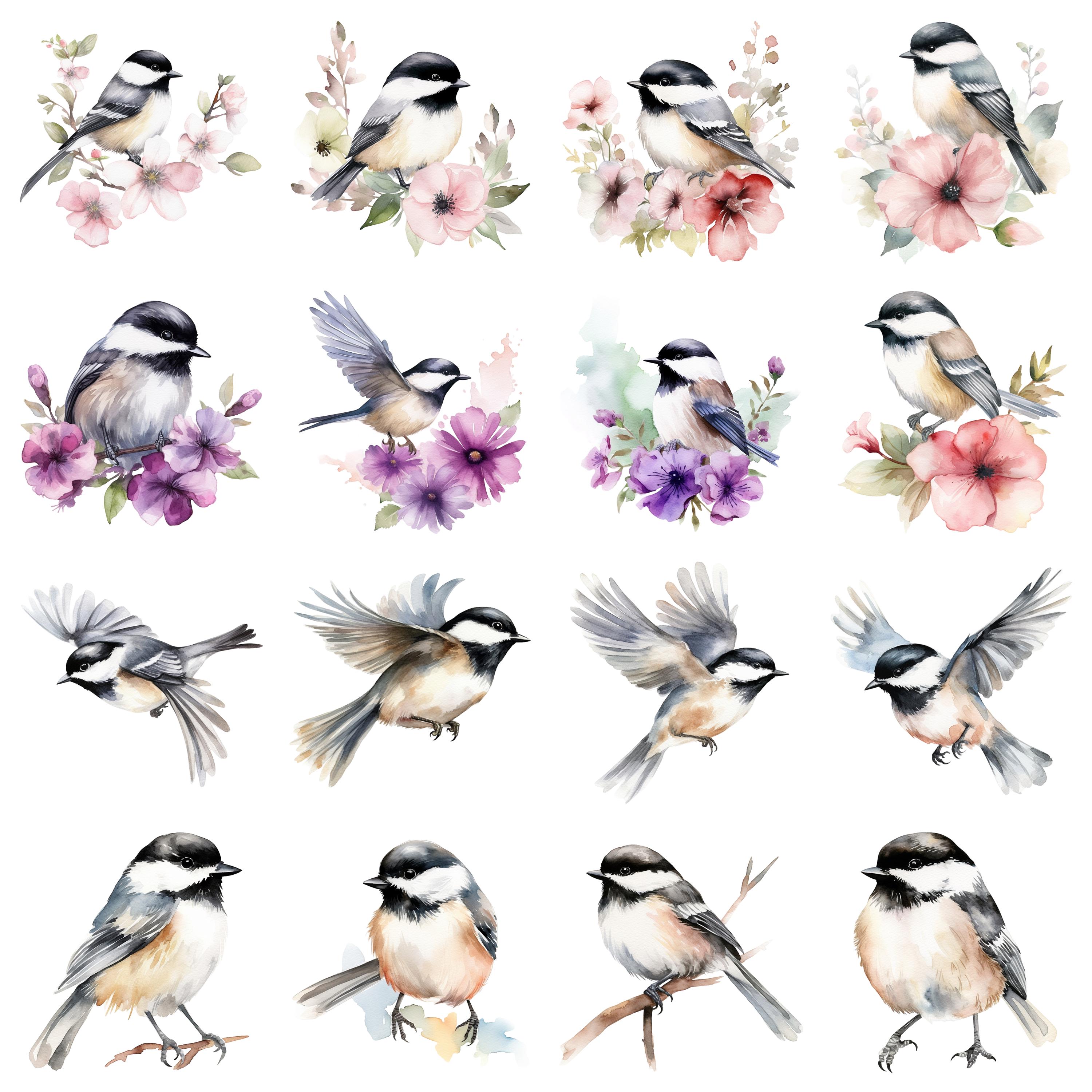 16 Chickadee Bird Watercolor Clipart – PNG Graphics (digital Download ...