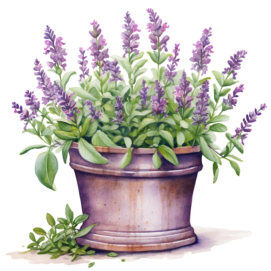12 Potted Flowering Herbs Watercolor Clipart Botanical Graphics ...