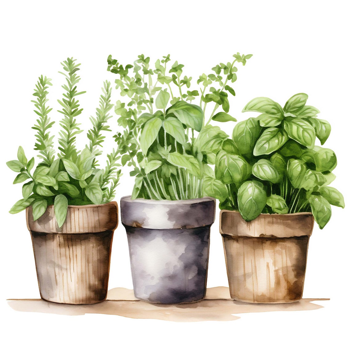 10 Watercolor Potted Herbs Clipart Botanical Graphics Printable PNG ...