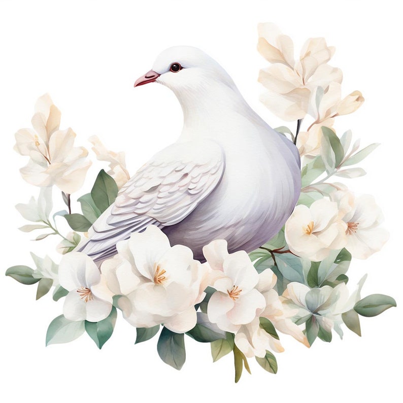6 Watercolor White Dove Clipart Bird Graphics - Digital Download PNG ...