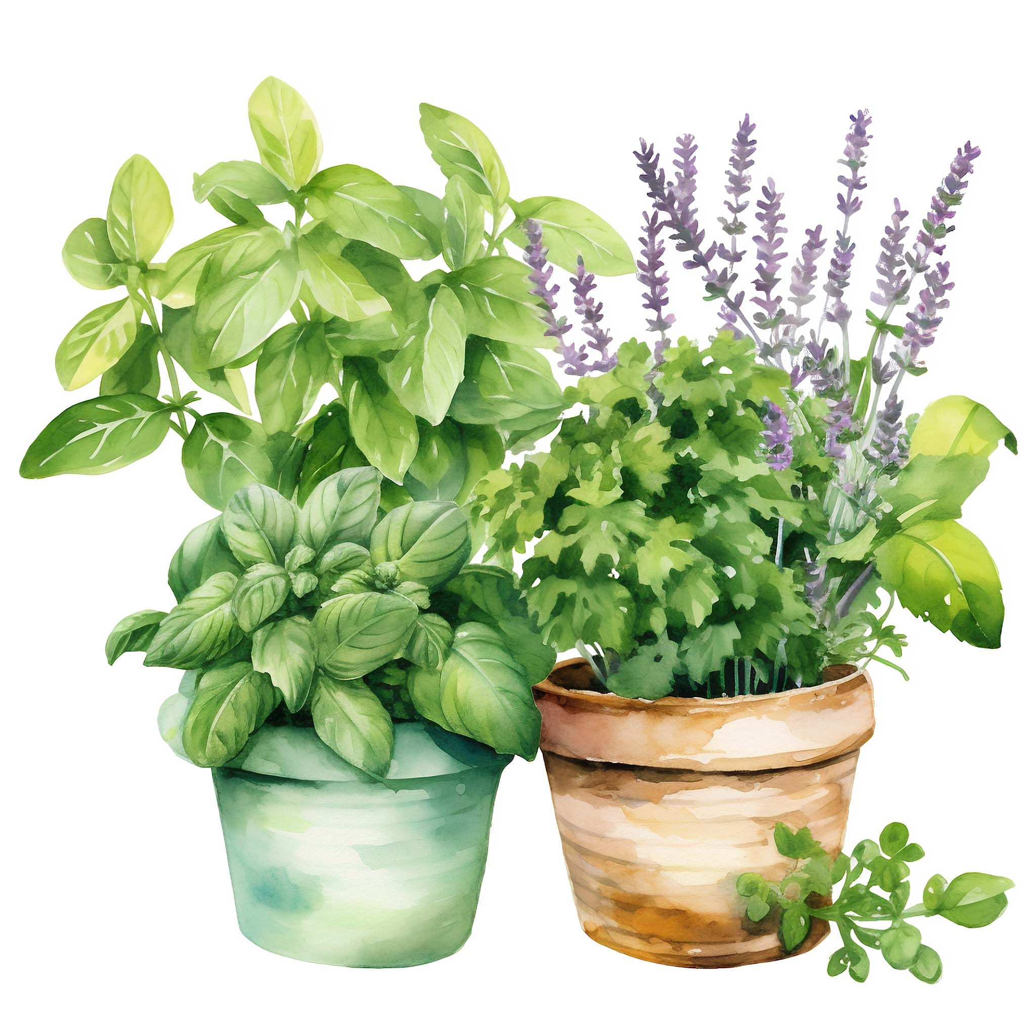 10 Watercolor Potted Herbs Clipart Botanical Graphics - Printable PNG ...
