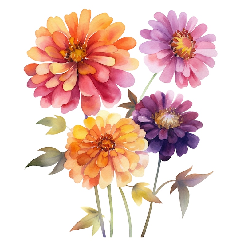 10 Watercolor Zinnias Floral Clipart Zinnia Flower Graphics - Etsy