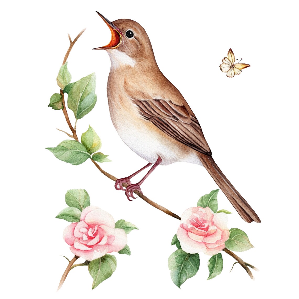 8 Watercolor Singing Nightingale Bird Clipart – PNG Graphics (digital ...