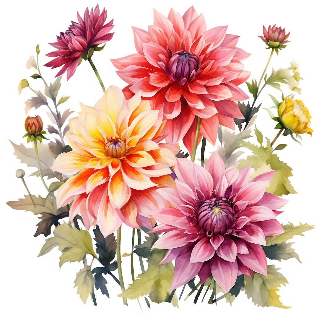 10 Watercolor Dahlia Flowers Clipart - Printable Dahlias PNG Files for ...