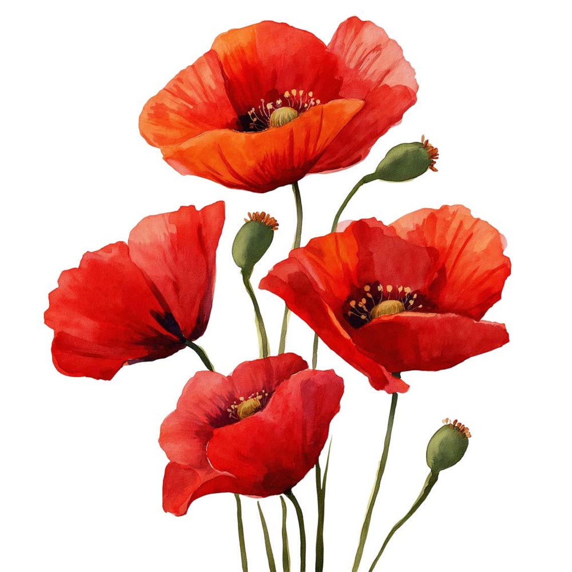 6 Red Poppies Png Flower Watercolor Clipart Graphics - Printable ...