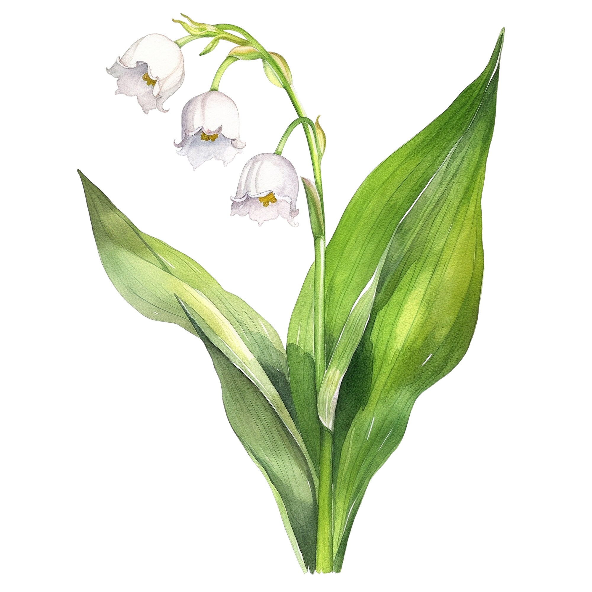 10 Watercolor Lily of the Valley Floral Clipart Digital Download PNG Files for Commercial Use ...
