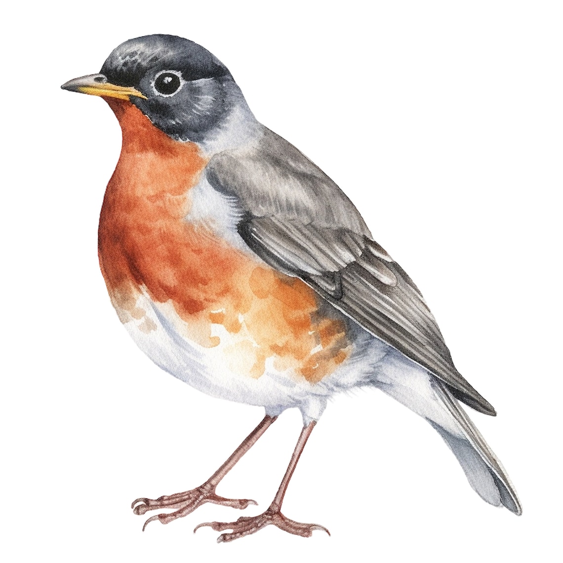 10 Watercolor American Robin Birds Clipart Digital Download - Etsy