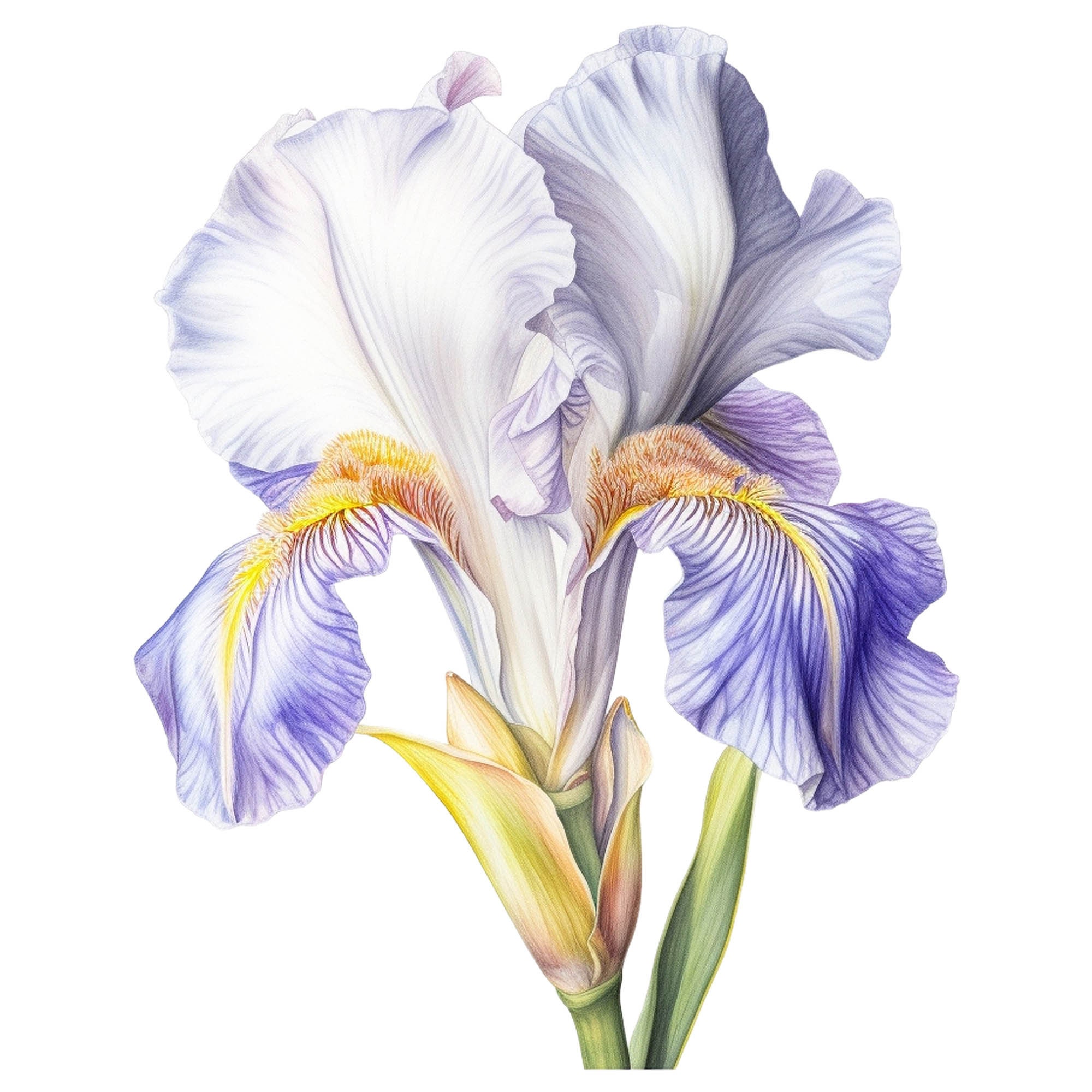 10 Watercolor Iris Flowers Clipart Digital Download PNG - Etsy