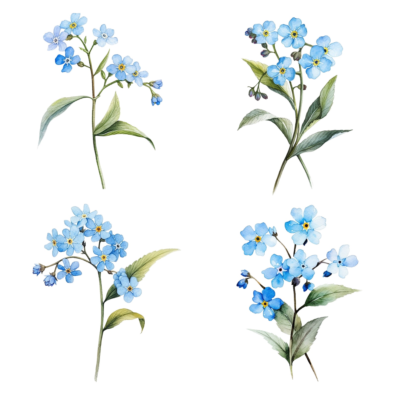 12 Forget Me Not Flowers Watercolor Clipart – PNG Graphics (digital ...