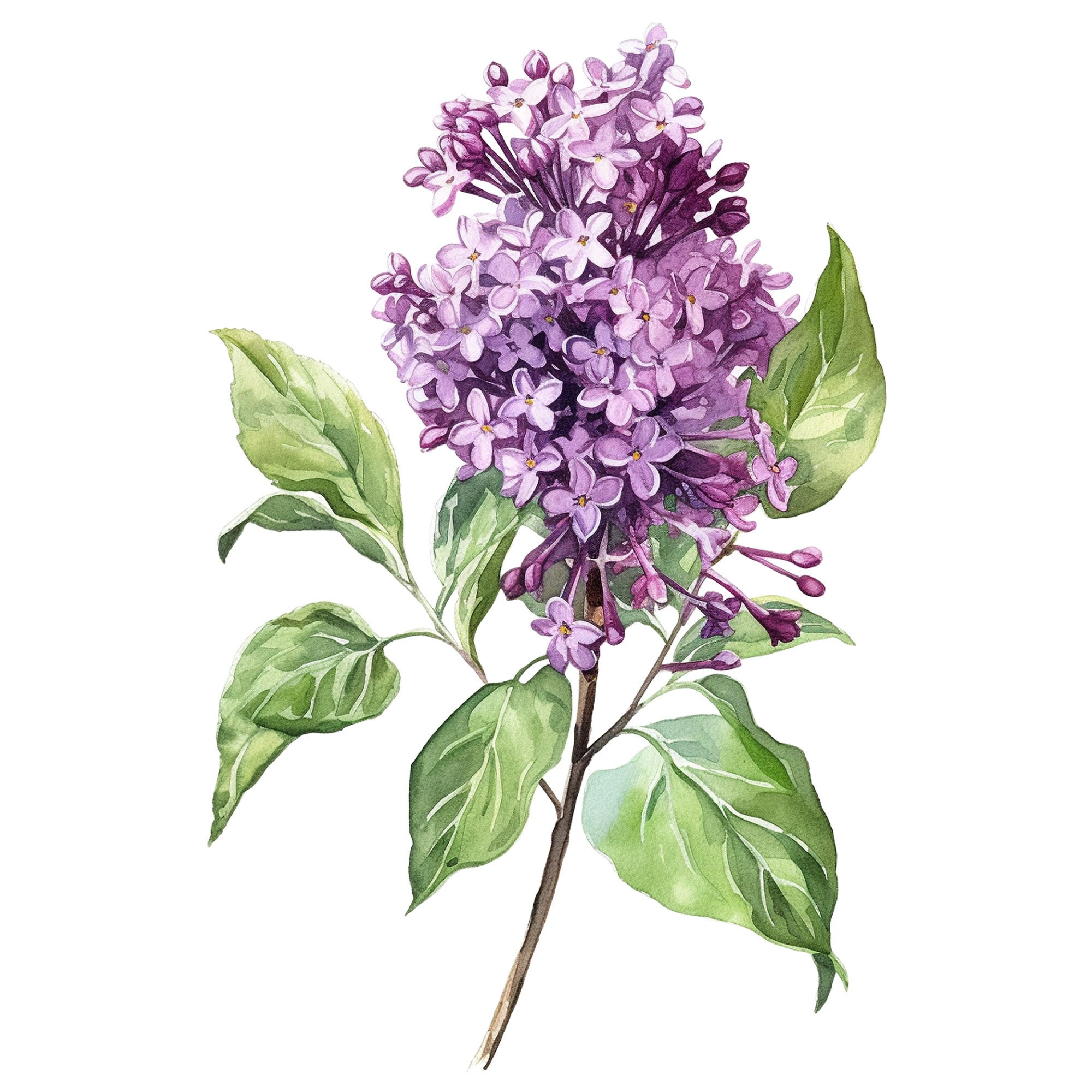 8 Watercolor Purple Lilacs Floral Clipart – PNG Graphics, Transparent ...