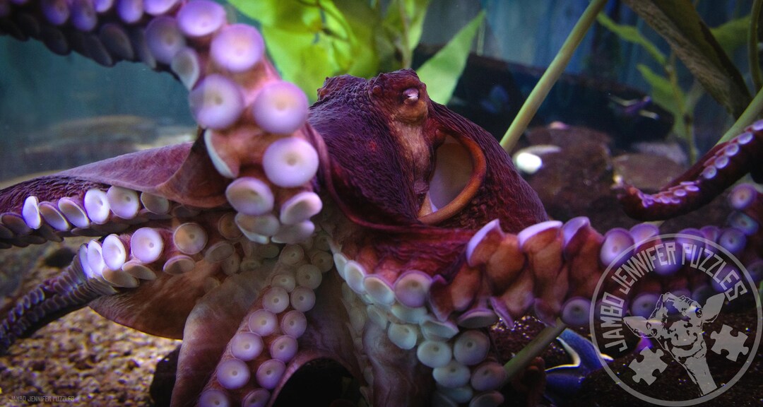 PUZZLE - Giant Pacific Octopus Panoramic Puzzle - 756 Pieces - Original ...