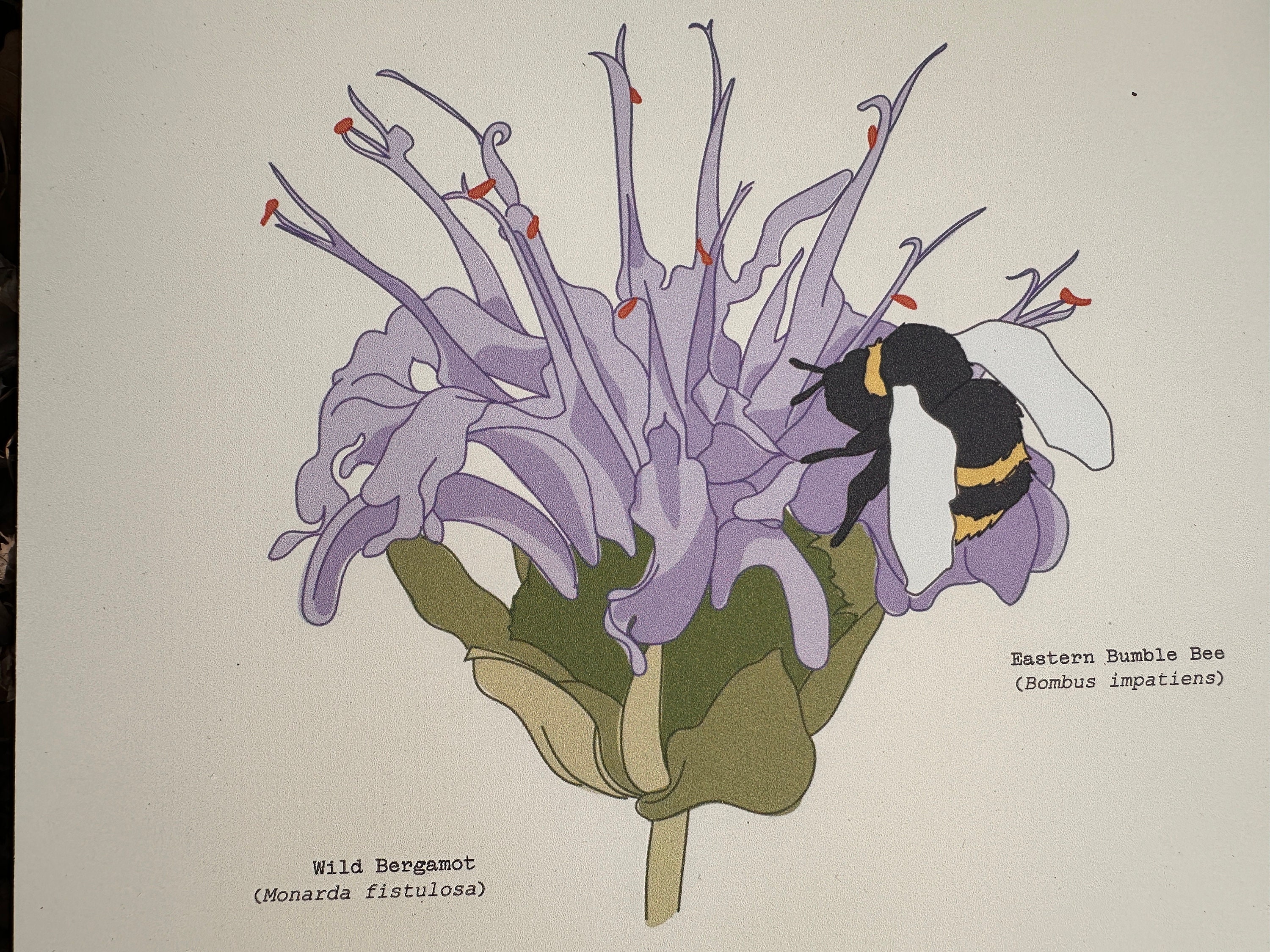 Native Plant Garden Sign | Pollinator Habitat Sign | Pollinator Garden ...