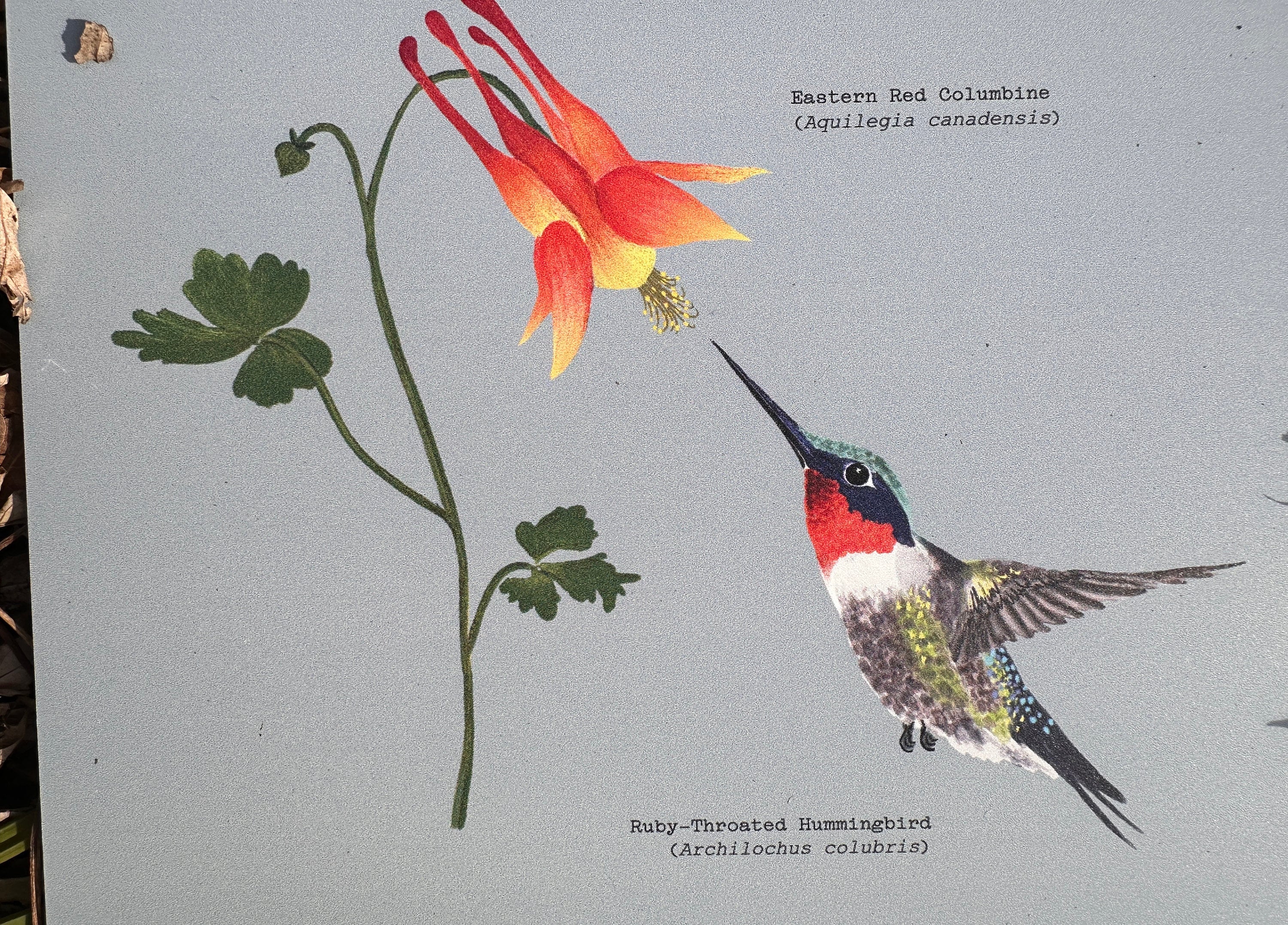 Native Plant Garden Sign | Pollinator Habitat Sign | Pollinator Garden ...