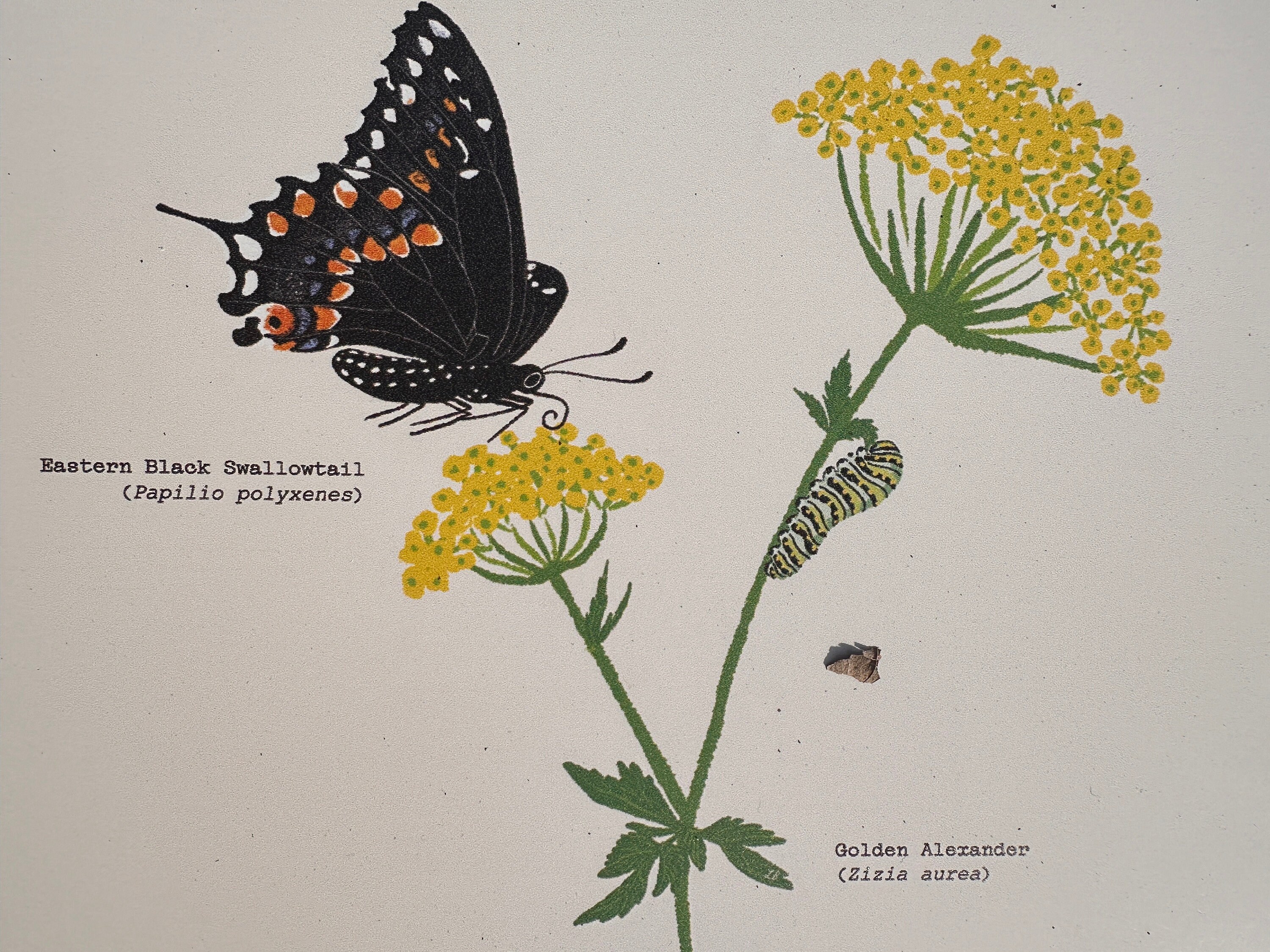 Native Plant Garden Sign | Pollinator Habitat Sign | Pollinator Garden ...