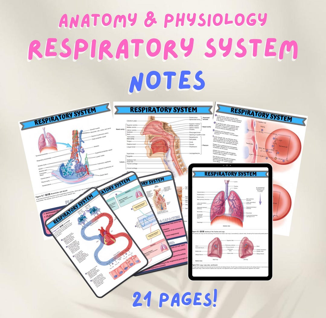 Respiratory System Notes Anatomy Physiology Study Guide For Nursing