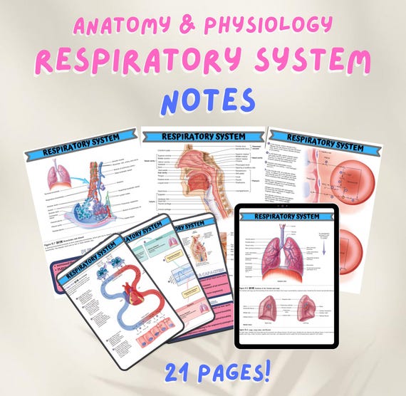 Anatomy And Physiology Of Respiratory System