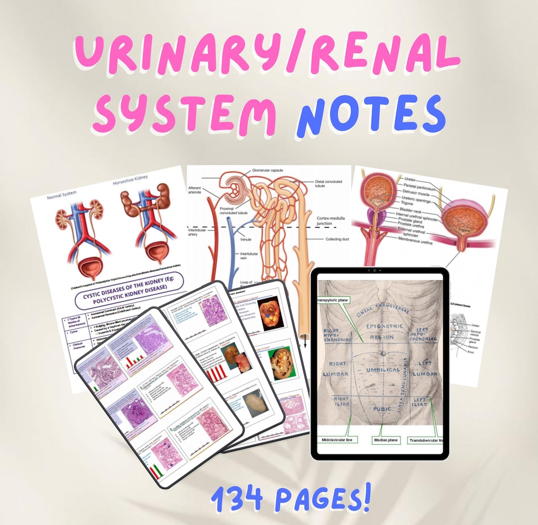 Urinary/renal System Notes of Anatomy, Physiology, Pathophysiology, and ...