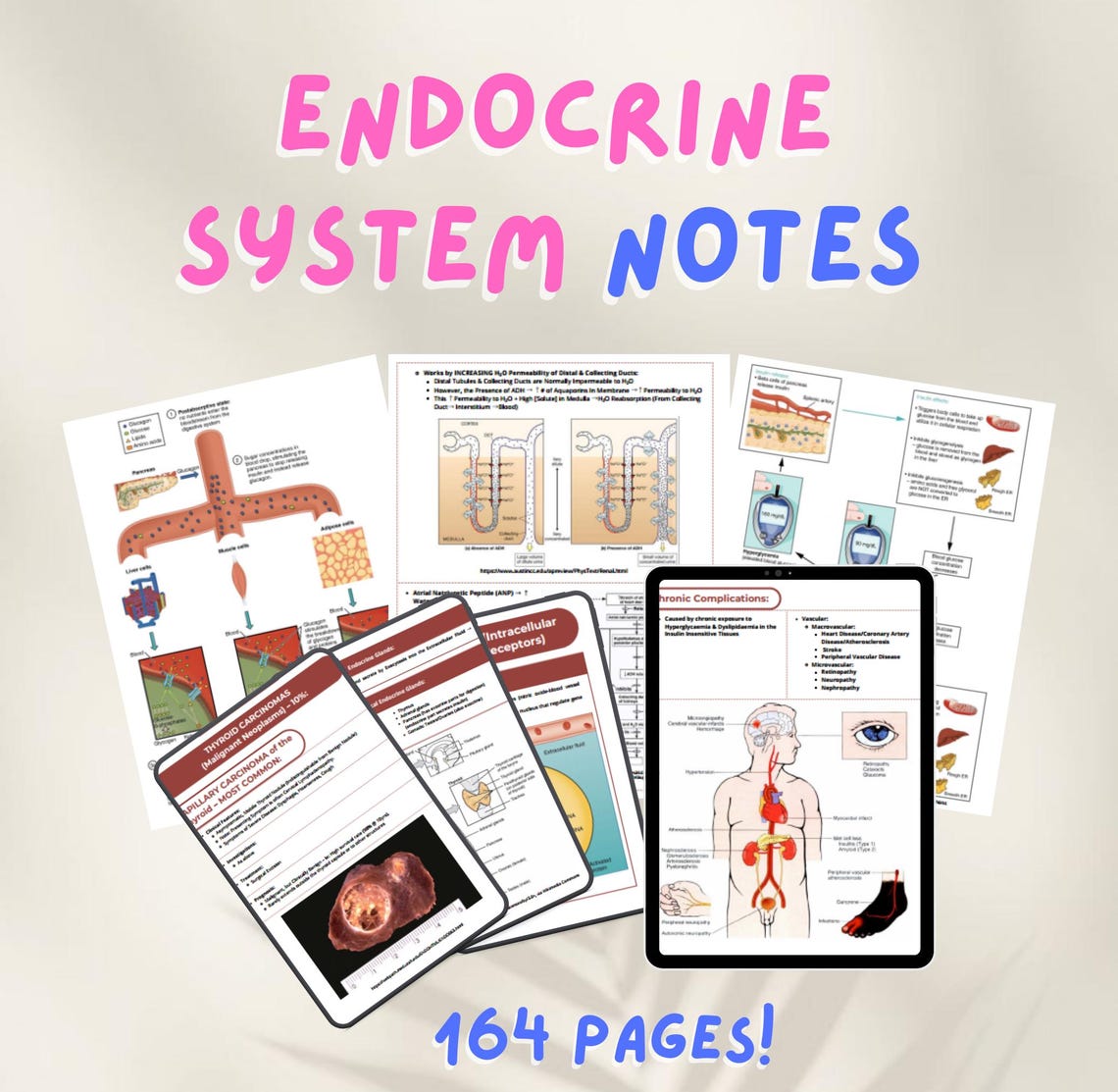Endocrine System Study Notes: Anatomy, Physiology, Pathology (digital ...