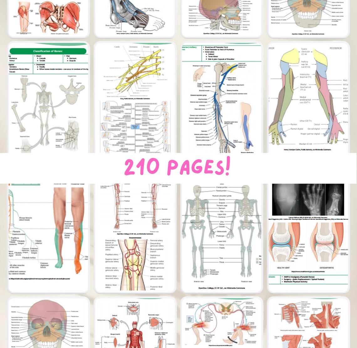 Musculoskeletal System Notes of Anatomy, Physiology, Pathophysiology ...