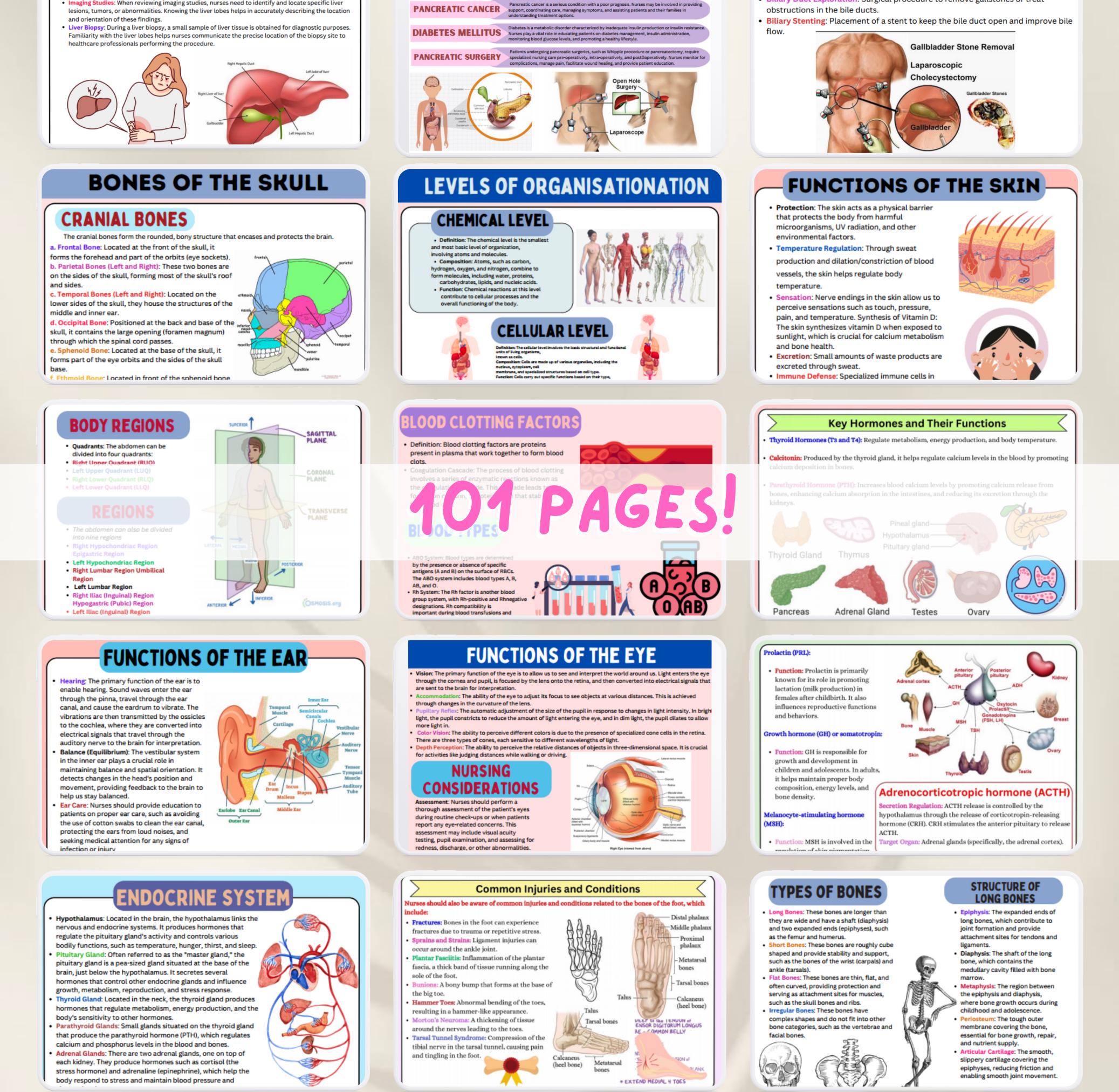Anatomy & Physiology Notes | Medical Study Guide for Nursing and Med ...