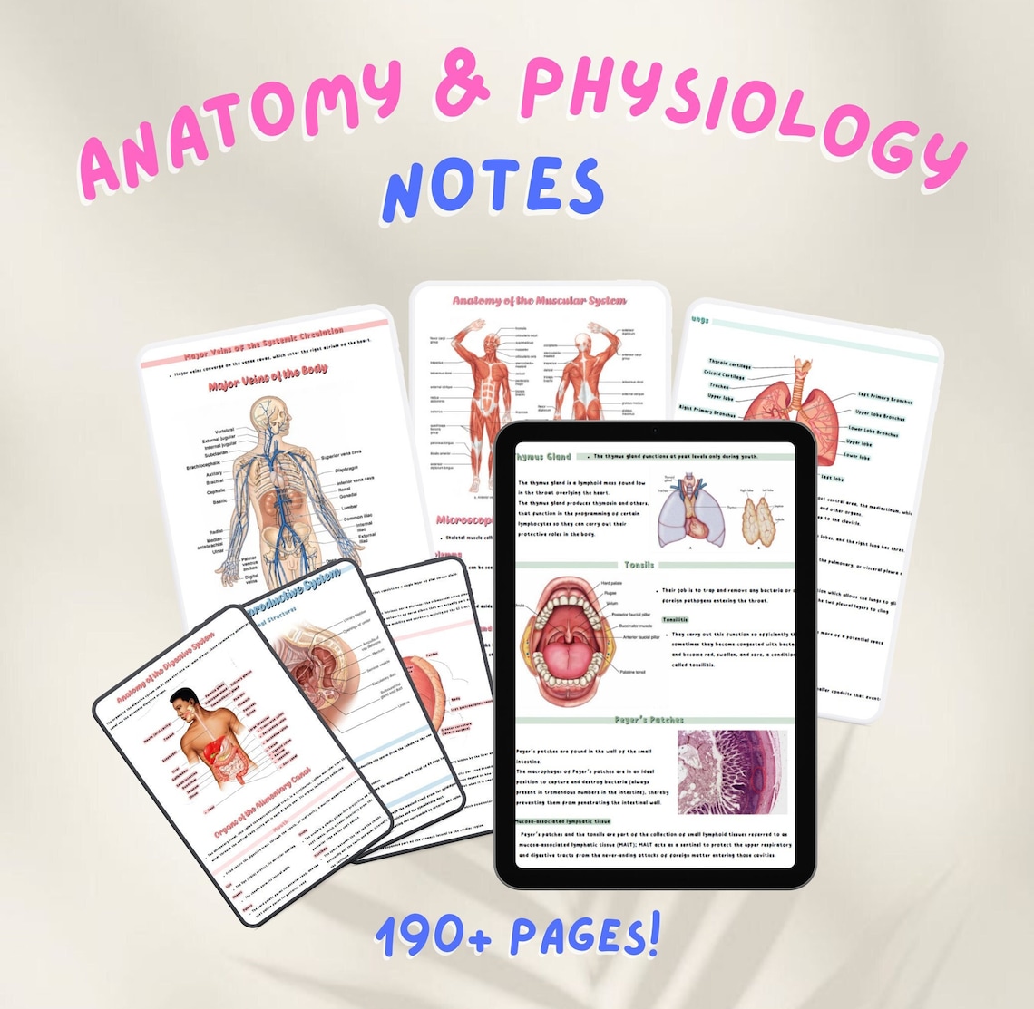 Anatomy and Physiology Notes Anatomy Study Guide Anatomy Notes ...
