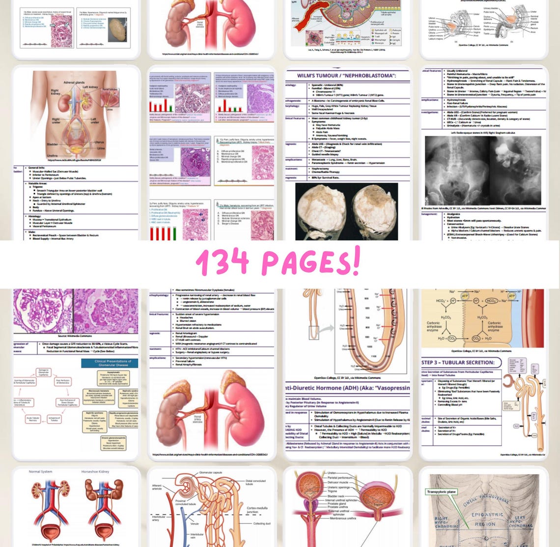 Urinary/renal System Notes of Anatomy, Physiology, Pathophysiology, and ...