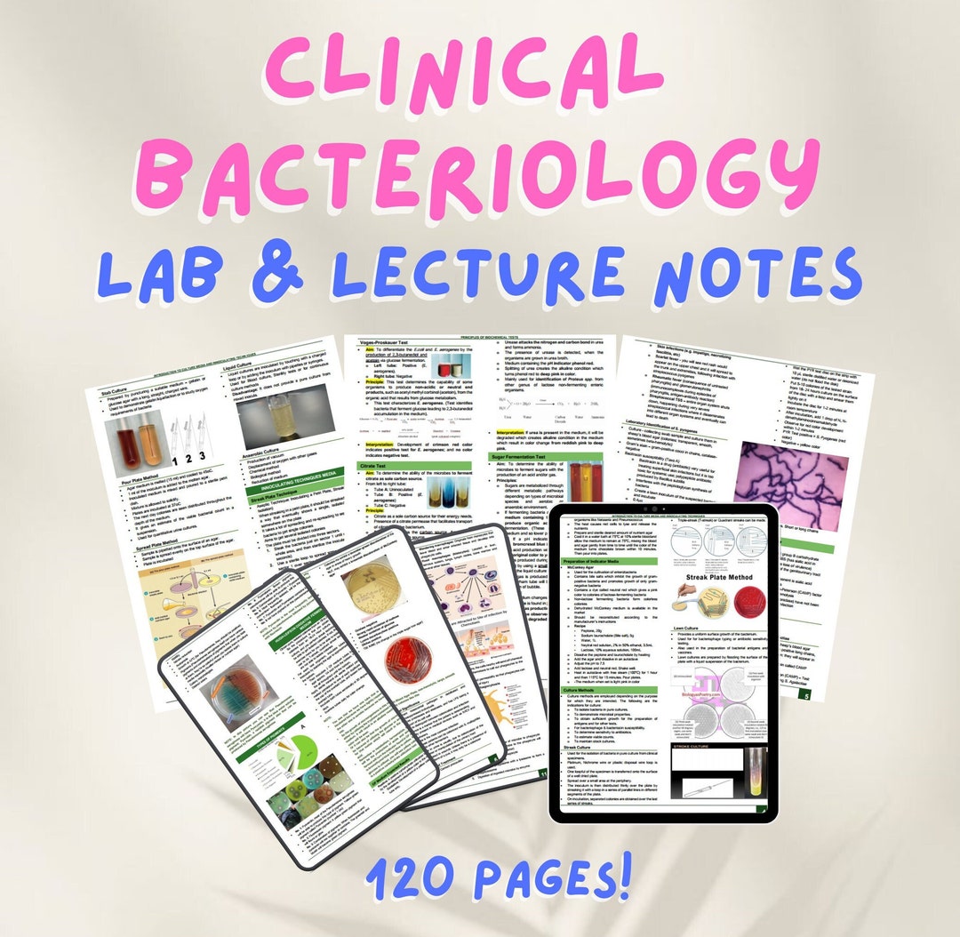 Clinical Bacteriology Lab & Lecture Notes: Medical Technology Study ...