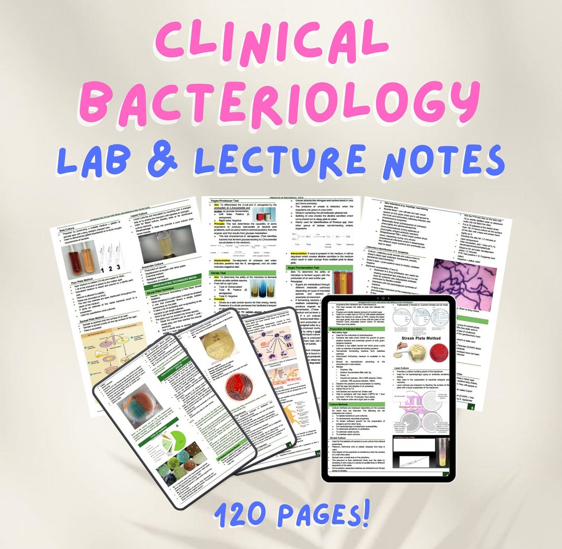 Clinical Bacteriology Lab & Lecture Notes | Medtech Study Guide ...