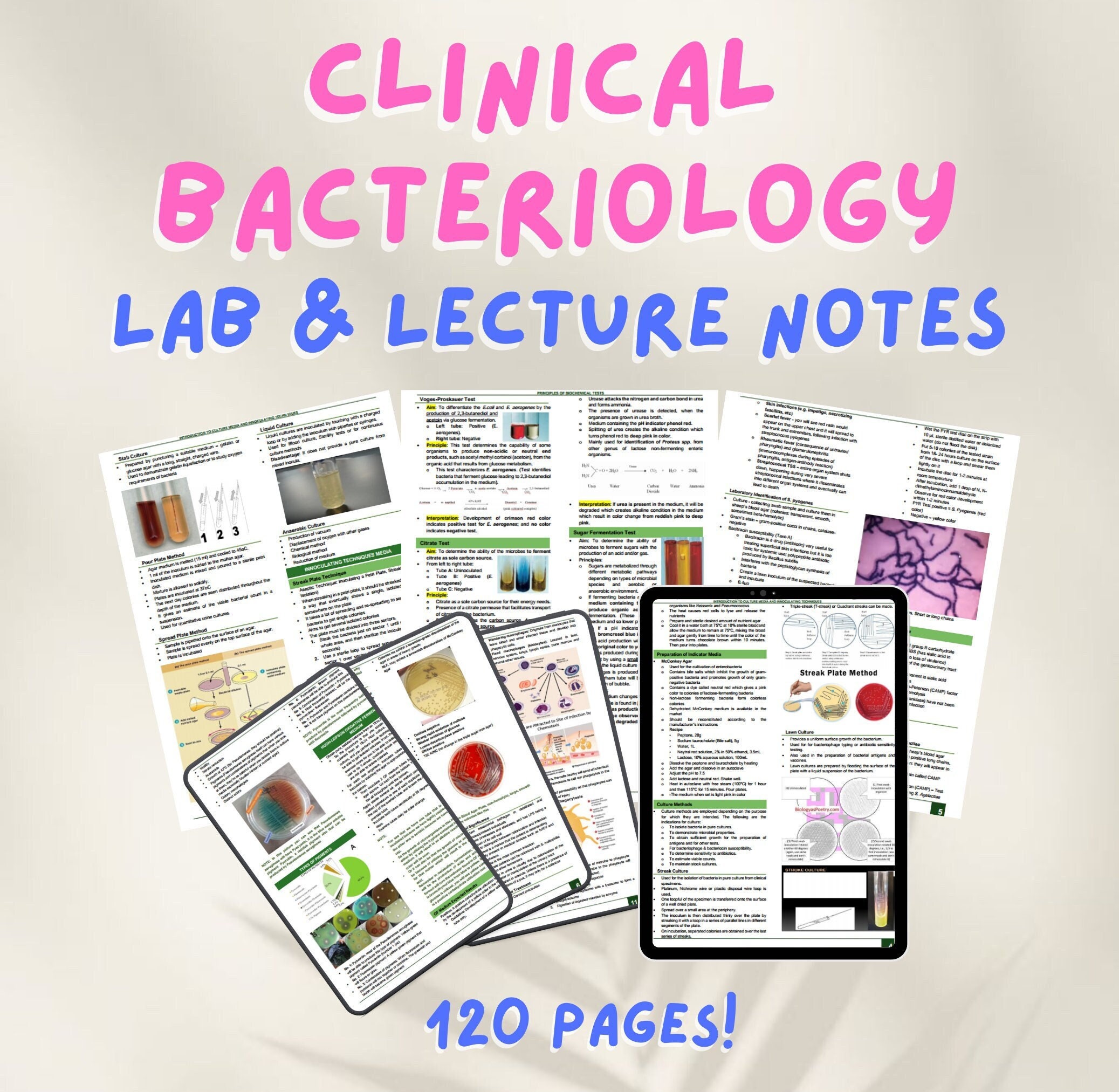 Clinical Bacteriology Lab & Lecture Notes: Medical Technology Study ...
