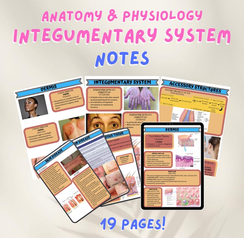 Anatomy & Physiology Integumentary System Nursing School Printable ...