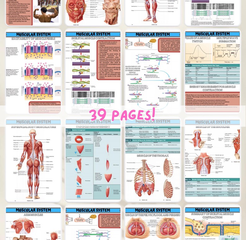 Muscular System Notes | Anatomy & Physiology Study Guide for Nursing ...