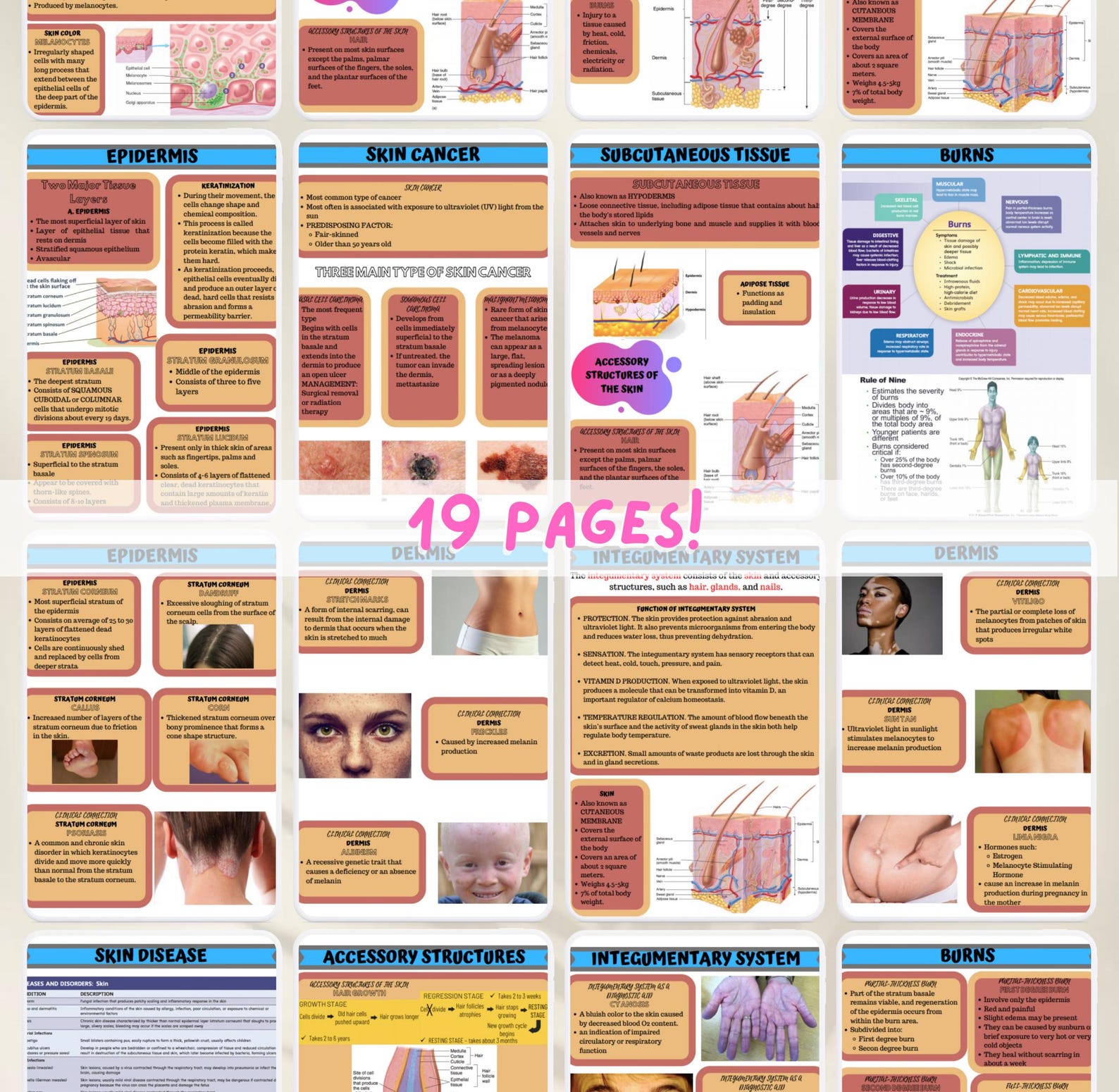 Integumentary System Study Guide: Anatomy & Physiology Notes (digital ...