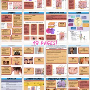 Anatomy & Physiology Integumentary System Nursing School Printable ...