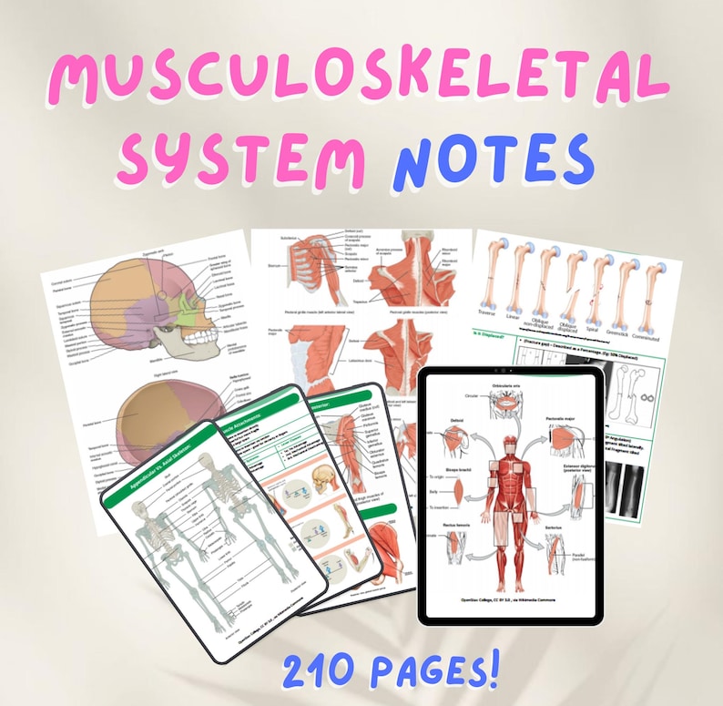 Musculoskeletal System Notes of Anatomy, Physiology, Pathophysiology ...