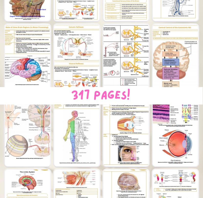 Nervous System and Special Senses Notes of Anatomy, Physiology ...