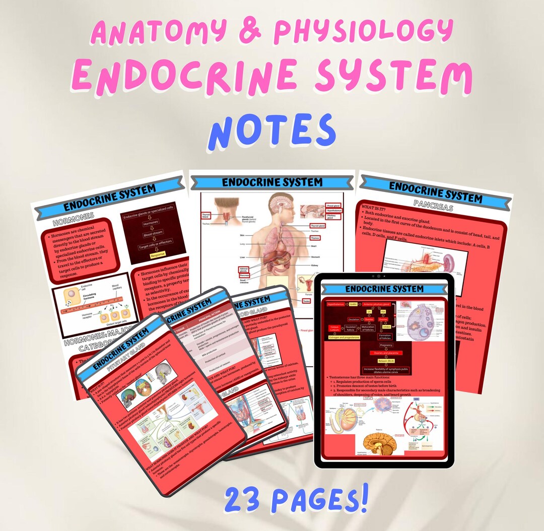 Anatomy & Physiology Endocrine System Notes Nursing School Printable ...