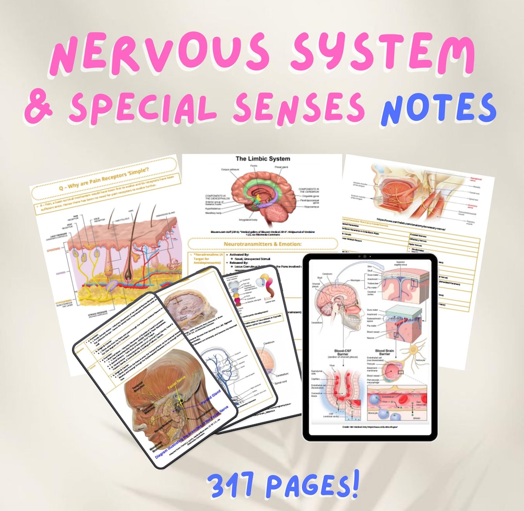 Nervous System and Special Senses Notes of Anatomy, Physiology ...