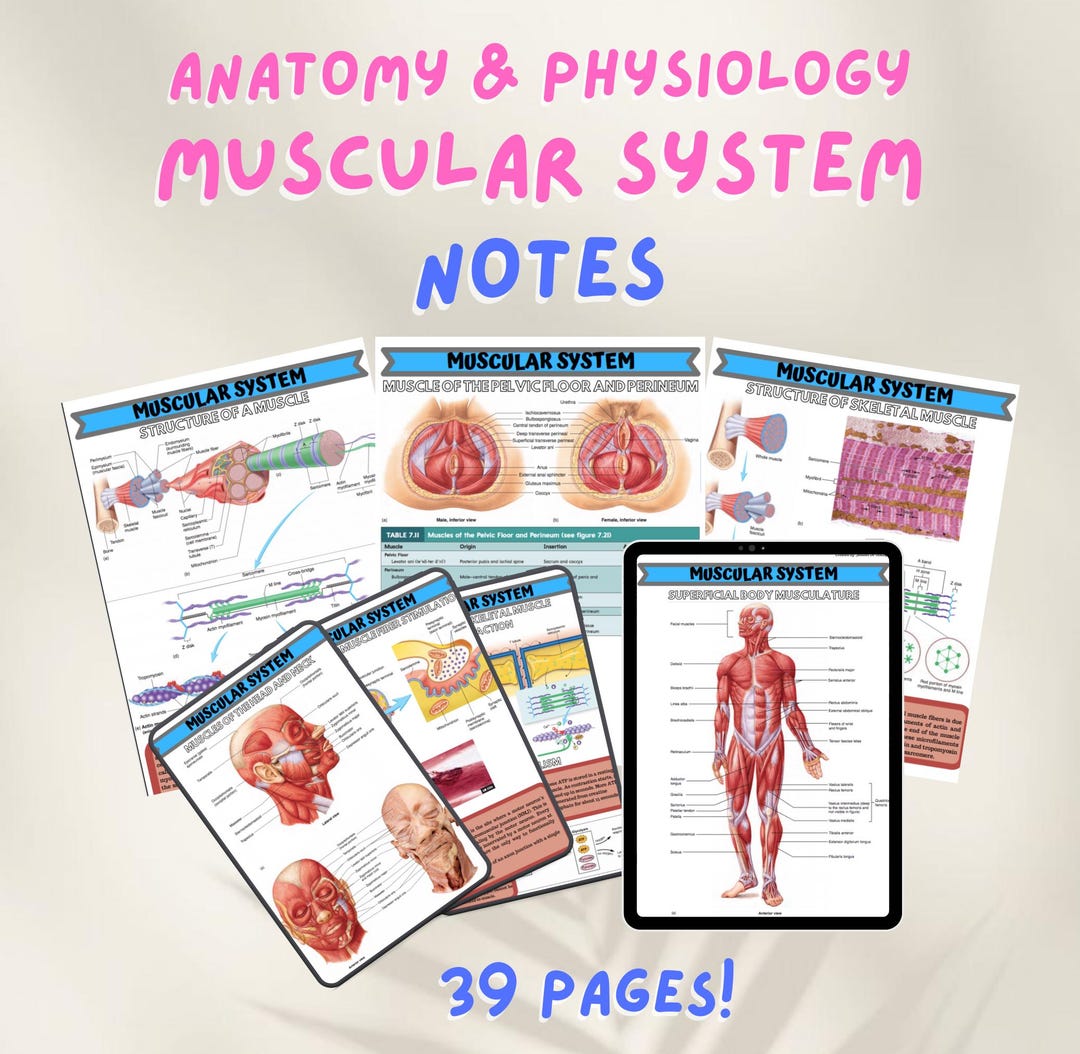 Muscular System Notes | Anatomy & Physiology Study Guide for Nursing ...