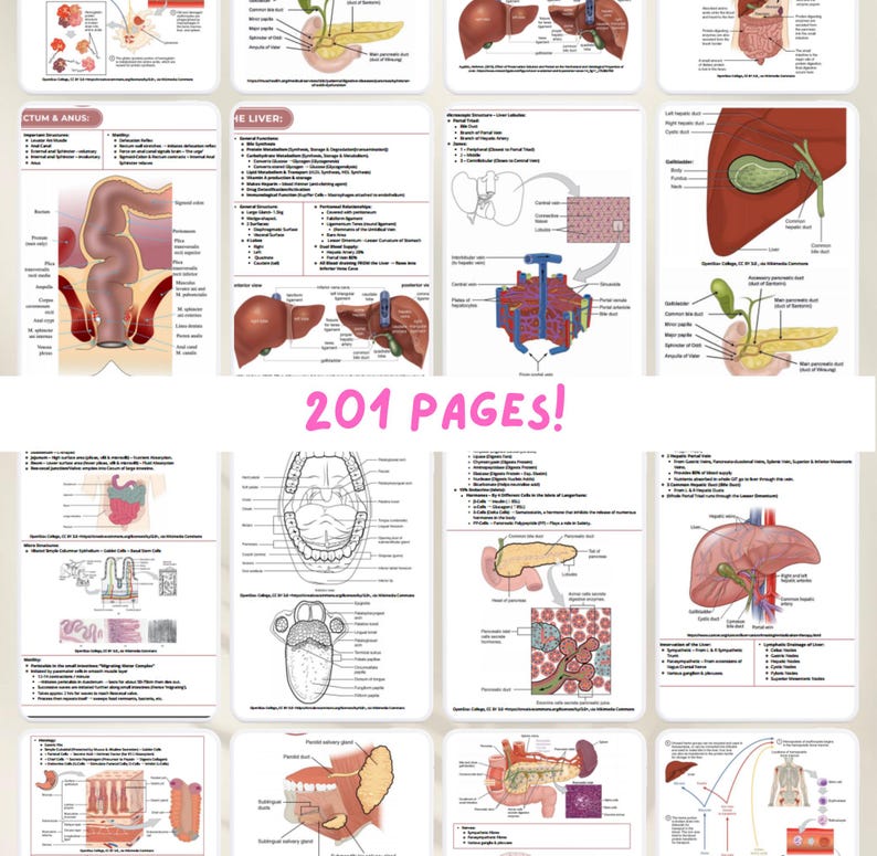Gastrointestinal System Notes: Anatomy, Physiology, Pathology - Medical ...
