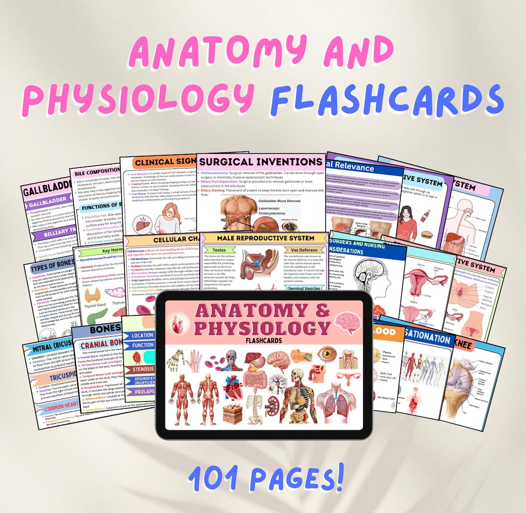 Anatomy and Physiology Flashcards: Nursing Study Guide (digital ...