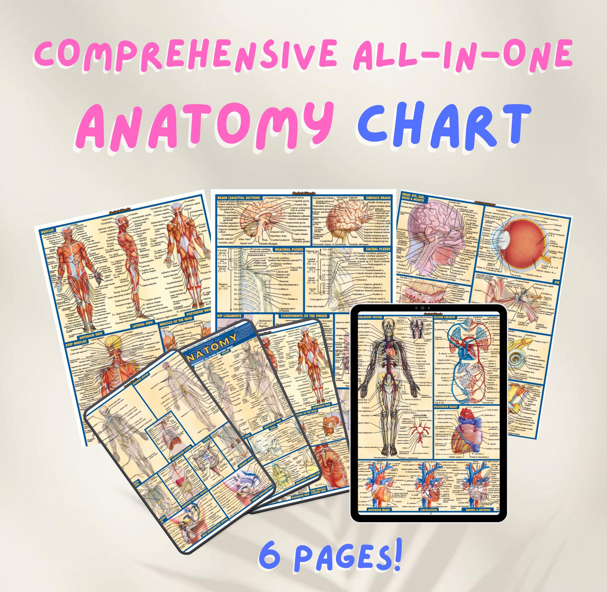 Human Anatomy Chart | Quick Study Guide for Nursing & Med Students ...
