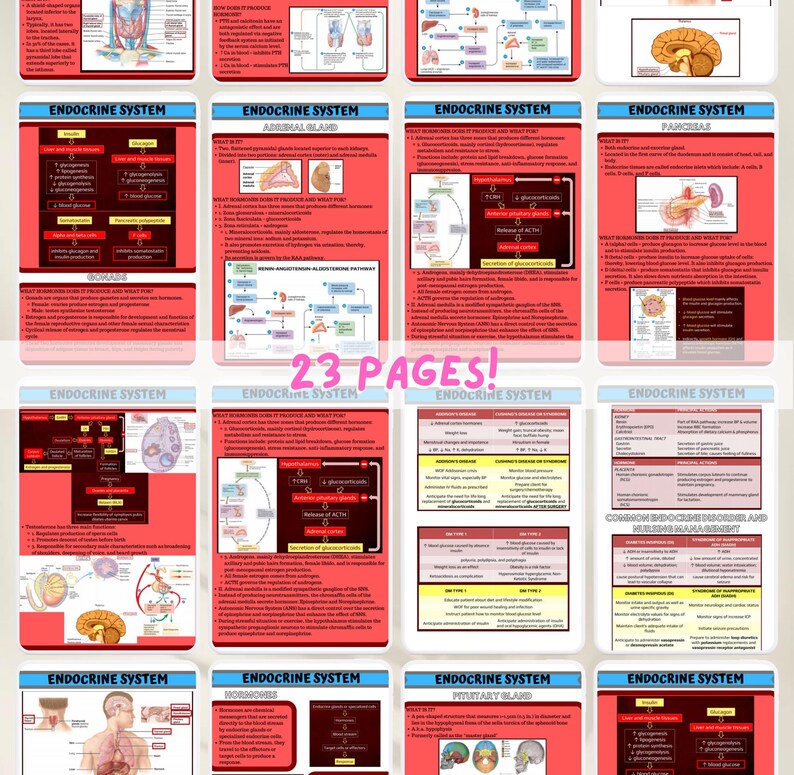 Endocrine System Notes | Anatomy & Physiology Study Guide for Nursing ...