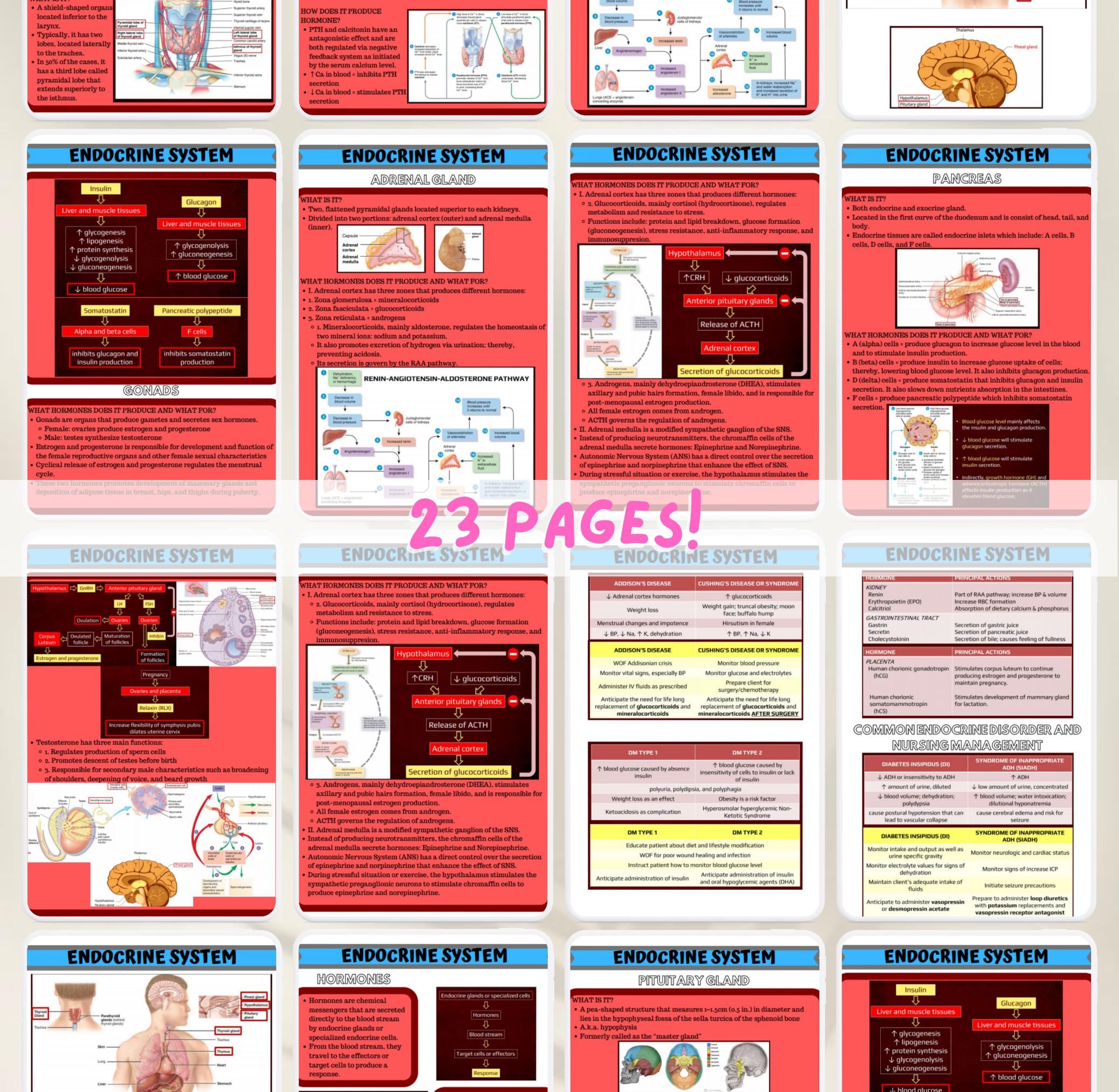 Endocrine System Notes | Anatomy & Physiology Study Guide for Nursing ...