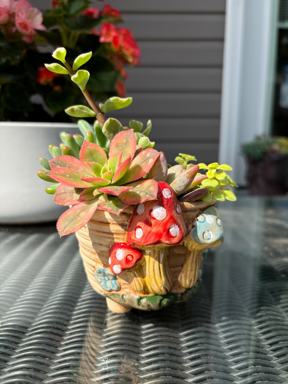 Rustic Mushroom Succulent HIVE Pot - Etsy
